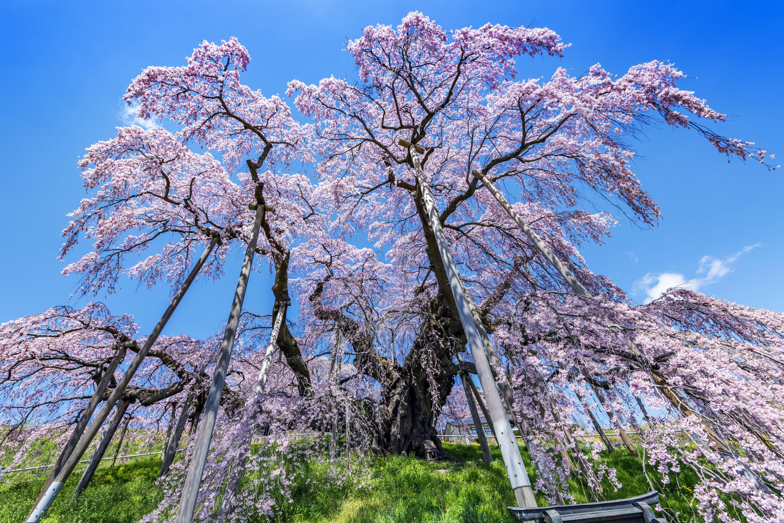Famous cherry tree that Miharu Takizakura in Fukusima – Samudrapari